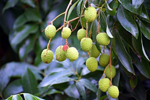 Growing Lychee Fruits - How to Do It in a Couple of Simple Steps ...